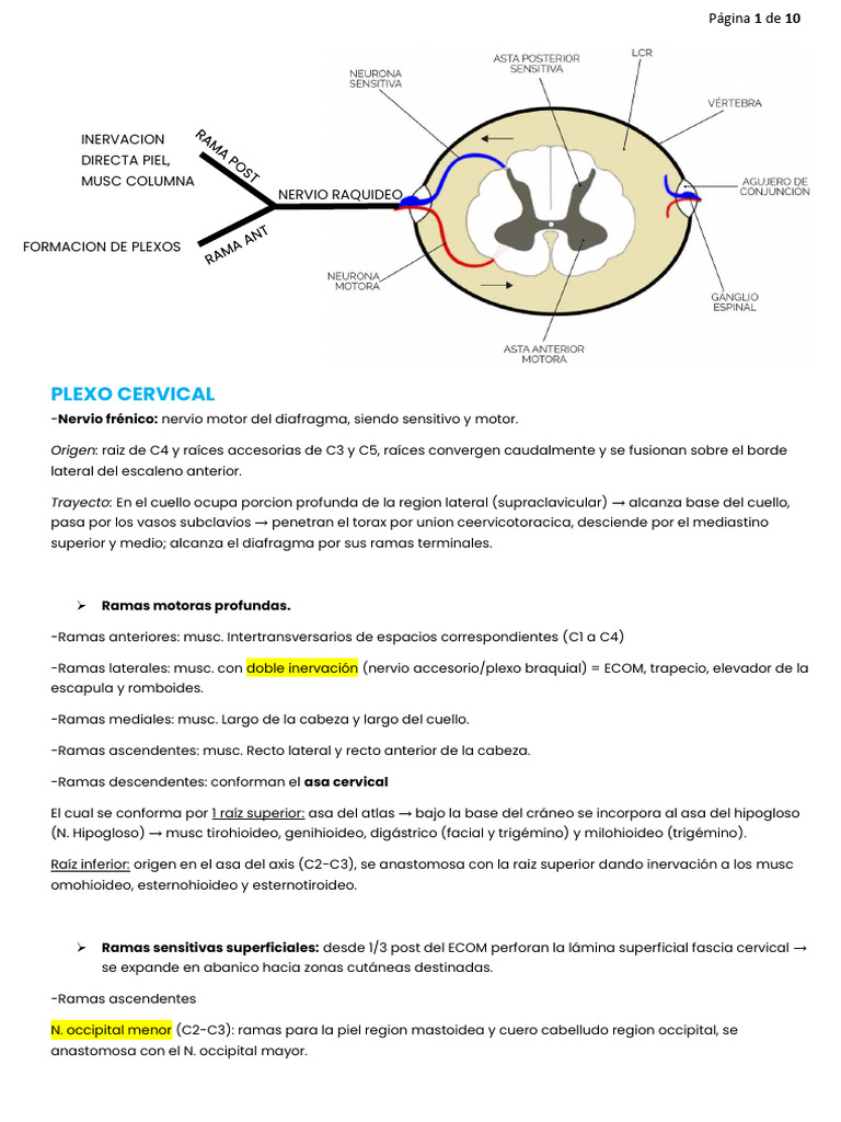Plexos Anatomia | PDF | Anatomía del miembro inferior | Anatomía humana