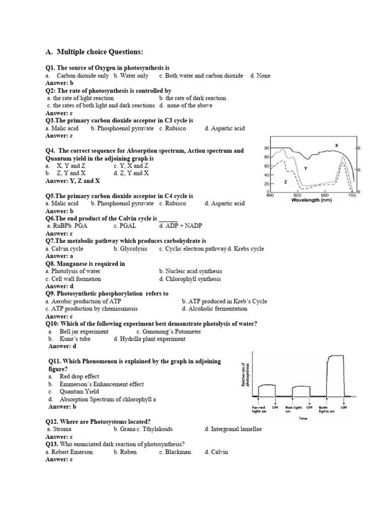 Photosynthesis: MCQs and Concepts Explained | PDF | Photosynthesis ...