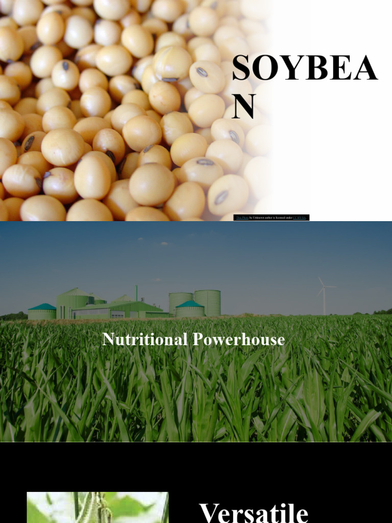 Soybean | PDF | Soybean | Soil