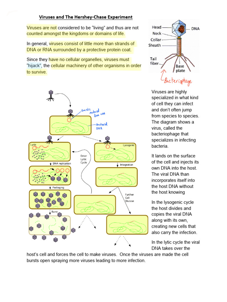 3-1b Viruses and The Hershey-Chase Experiment | PDF | Virus | Dna