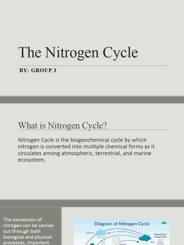 The Nitrogen Cycle | PDF