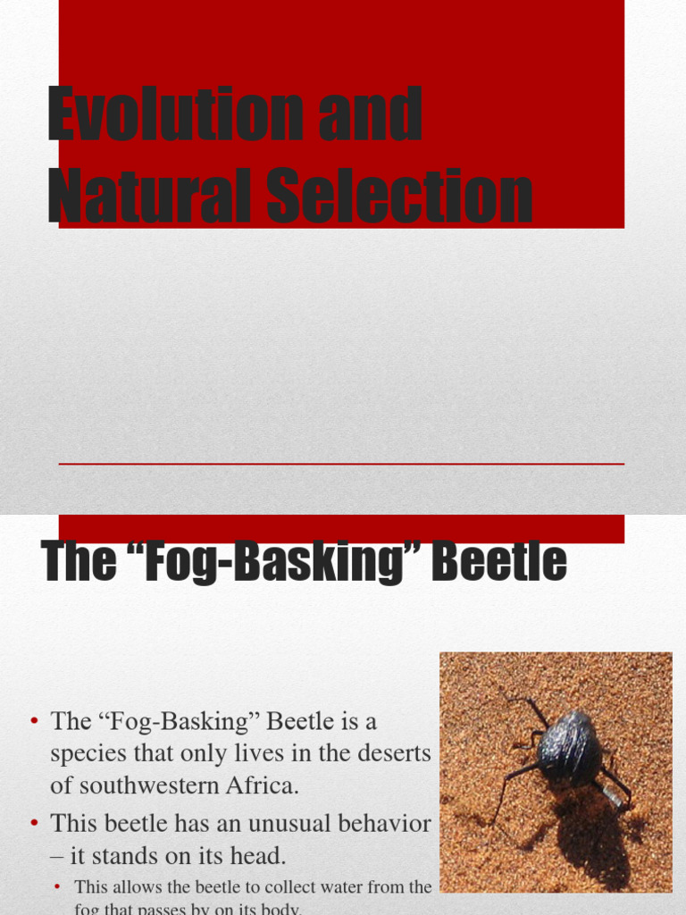 Evolution and Natural Selection Explained | PDF | Evolution | Homology ...