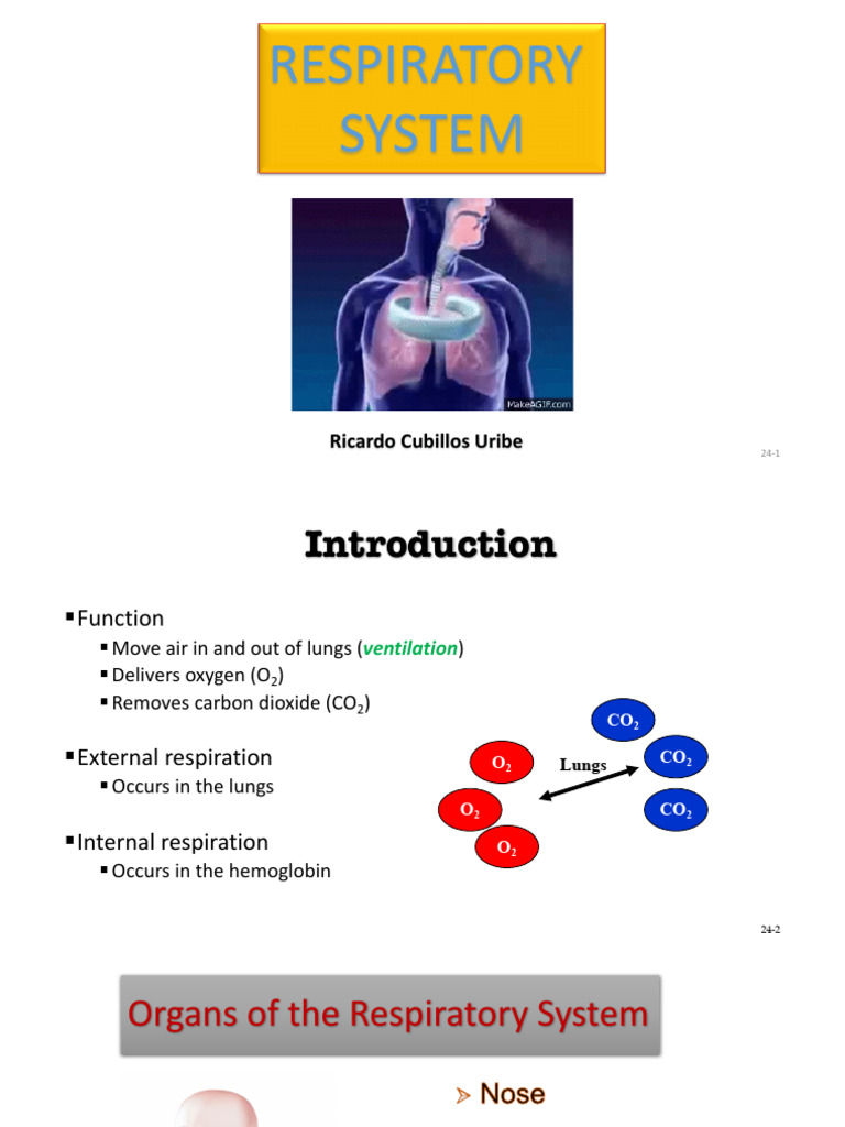Respiratory and Excretory Systems | PDF | Lung | Respiratory Tract