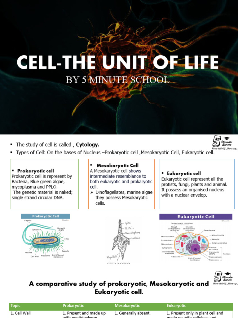 Mesokaryotic Cell Overview | PDF | Cell (Biology) | Endoplasmic Reticulum