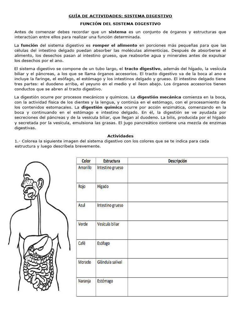 Actividades sobre el Sistema Digestivo | PDF | Sistema digestivo humano ...