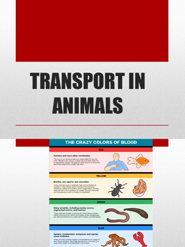 Transport in Animals | Download Free PDF | Lymph | Heart