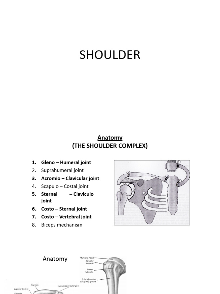Shoulder Review | Download Free PDF | Anatomical Terms Of Motion | Elbow