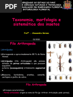 Anatomia da Borboleta: Estruturas e Funções | PDF | Anatomia | Corpo humano