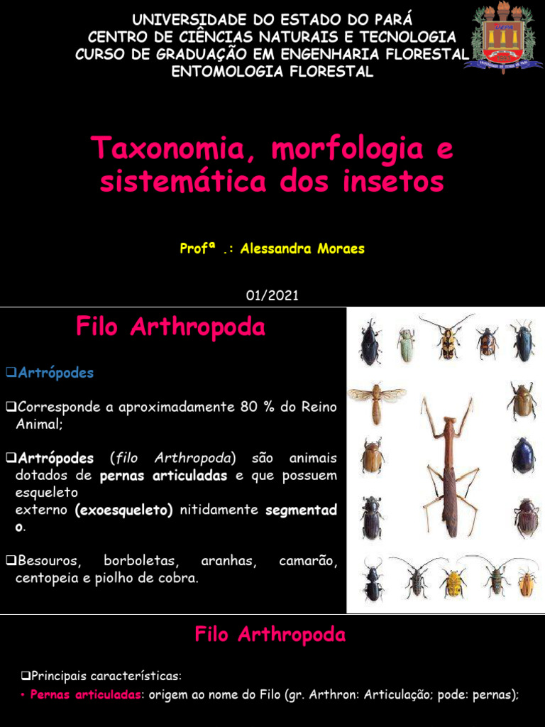 Morfologia e Taxonomia dos Insetos | PDF | Insetos | Artrópodes