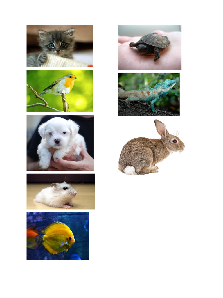 animals | PDF