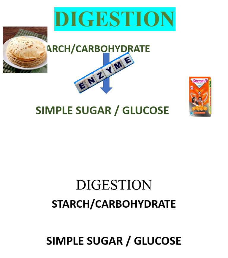 Digestion | PDF