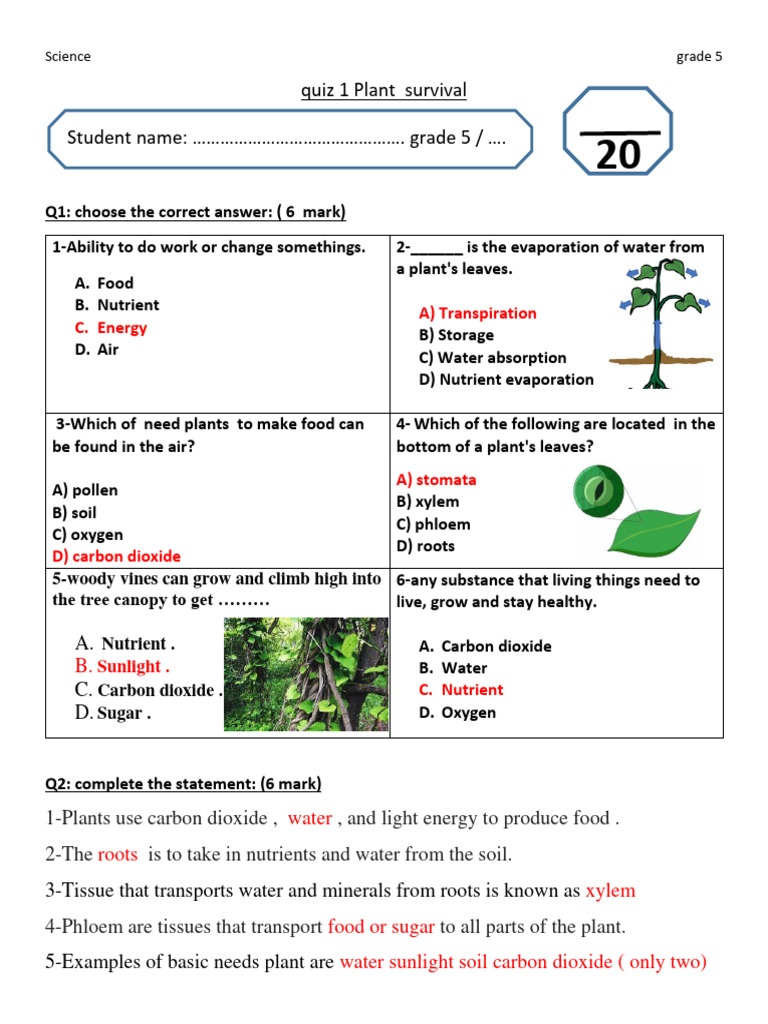 Nswers Quiz 1 Plant Survival 2024 | PDF | Plants | Root