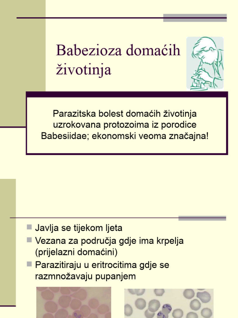 Vet-Teh Parazitologija Babezioza Domacih Zivotinja 3-Raz | PDF