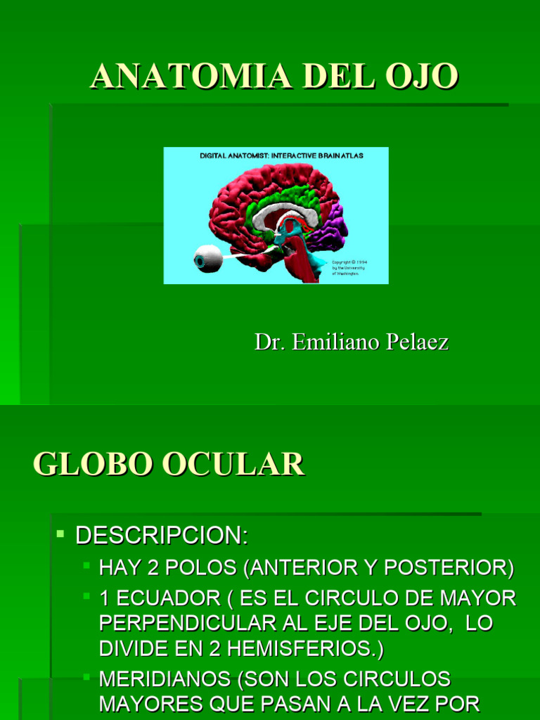 Repaso Anatomia Del Ojo | PDF | Ojo humano | Córnea
