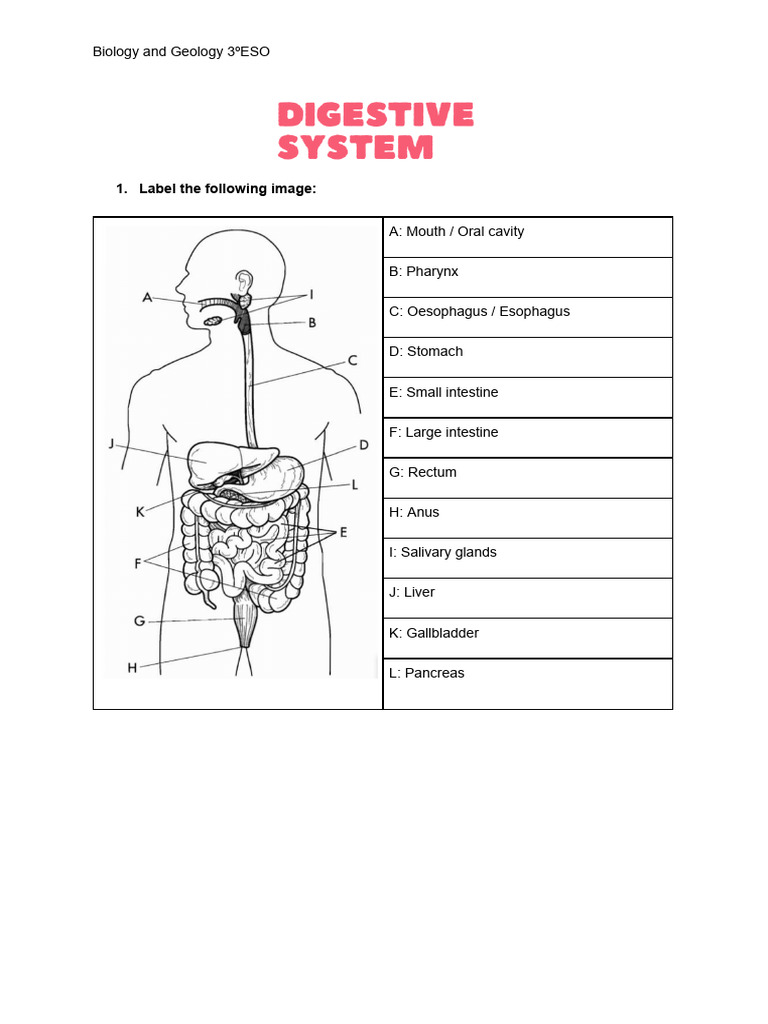 ANSWER Digestive System Worksheet | Download Free PDF | Digestion ...