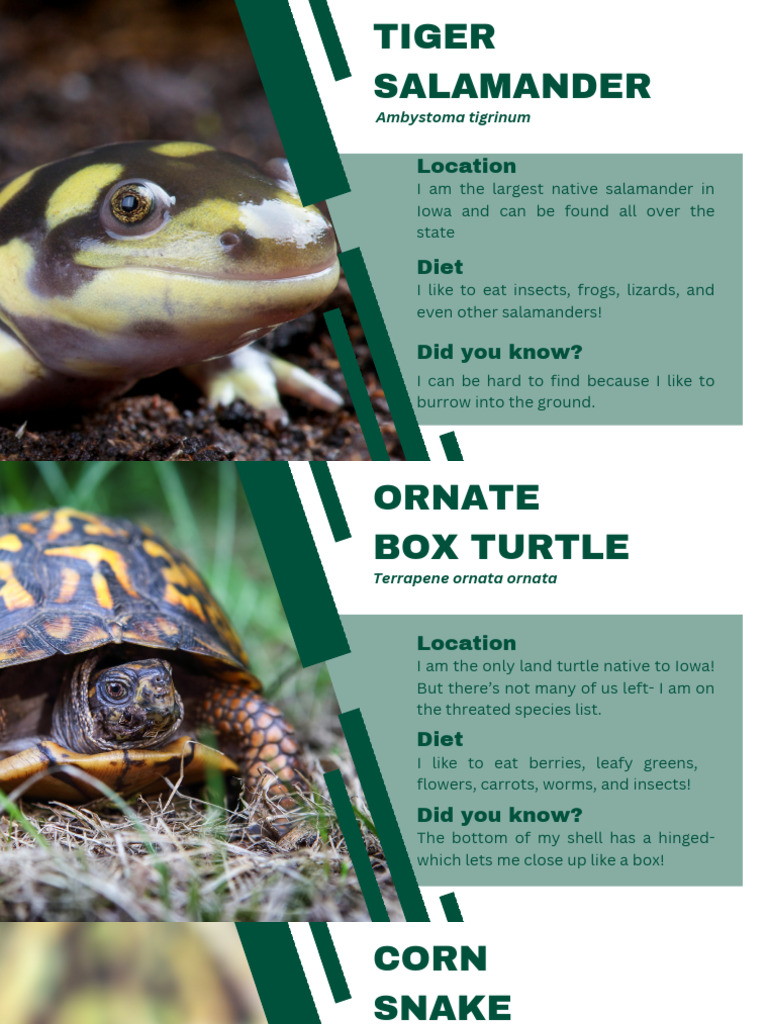 Animal Info Tags For Enclosure | PDF