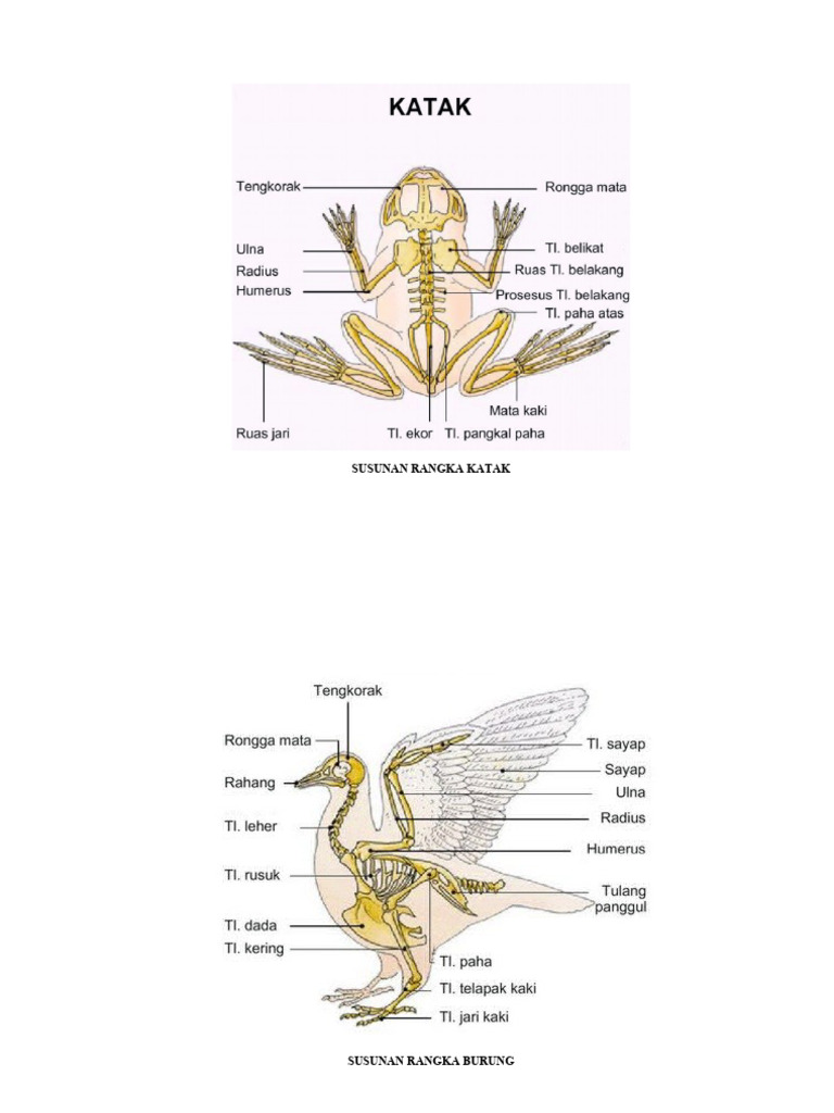 SUSUNAN RANGKA KATAK | PDF