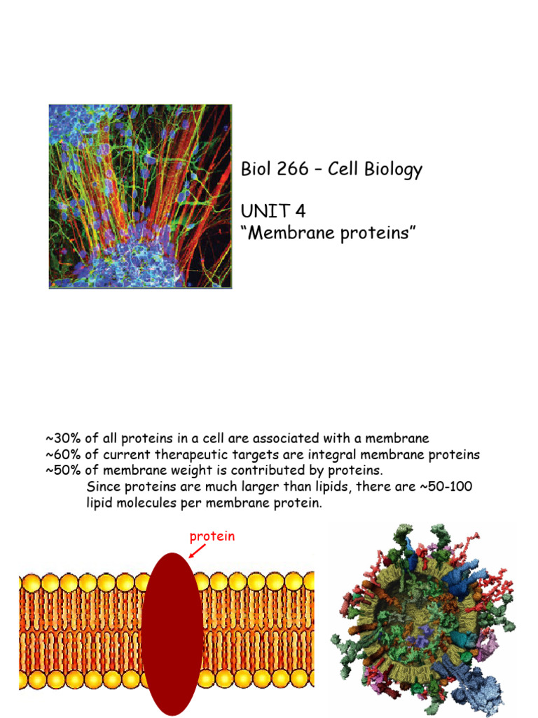 UNIT 4 | PDF | Cell Membrane | Beta Sheet
