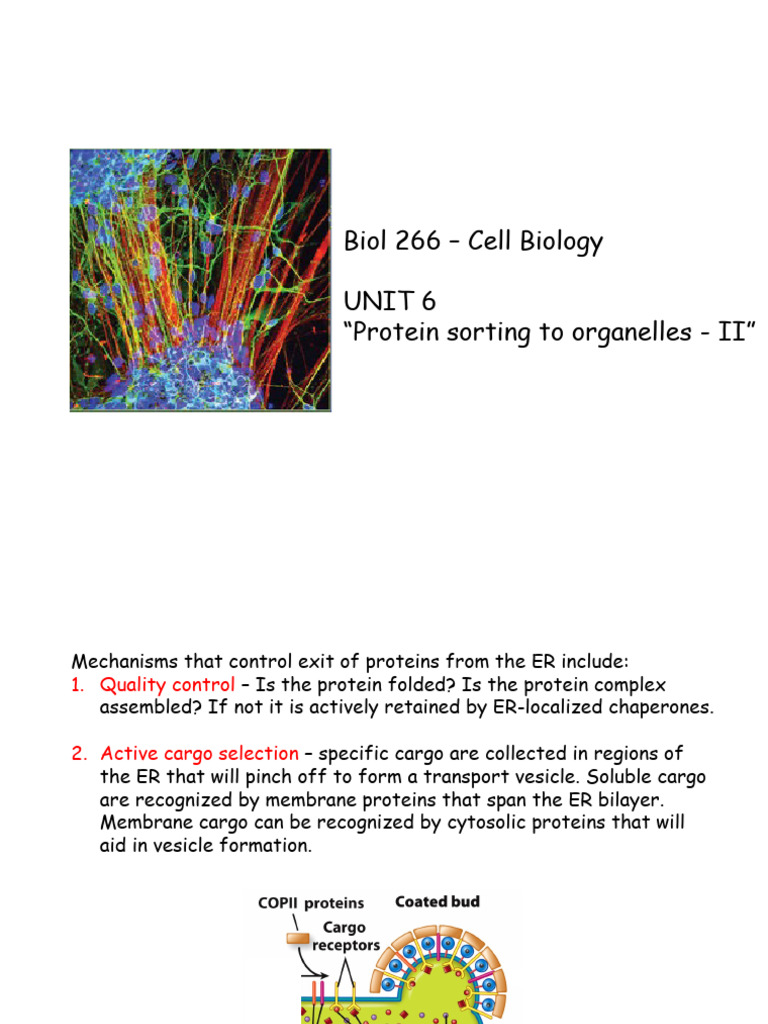 Unit 6-2 | PDF | Vesicle (Biology And Chemistry) | Endoplasmic Reticulum