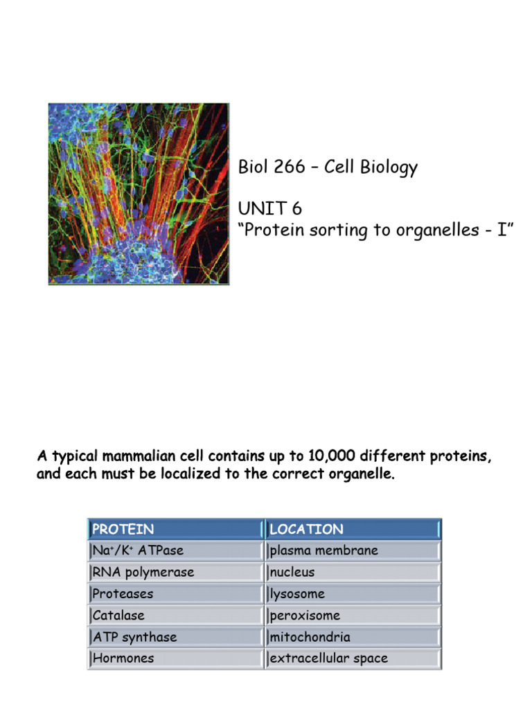 Unit 6-1 | PDF | Protein Targeting | Endoplasmic Reticulum