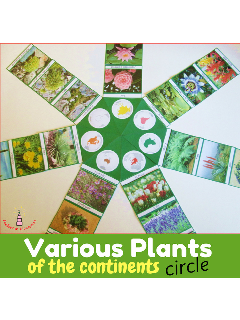 5 - Plants of The Continents Cards | PDF | Plants | Botany