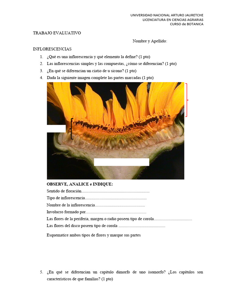 Tipos y características de inflorescencias | PDF | Ramas de la botánica ...