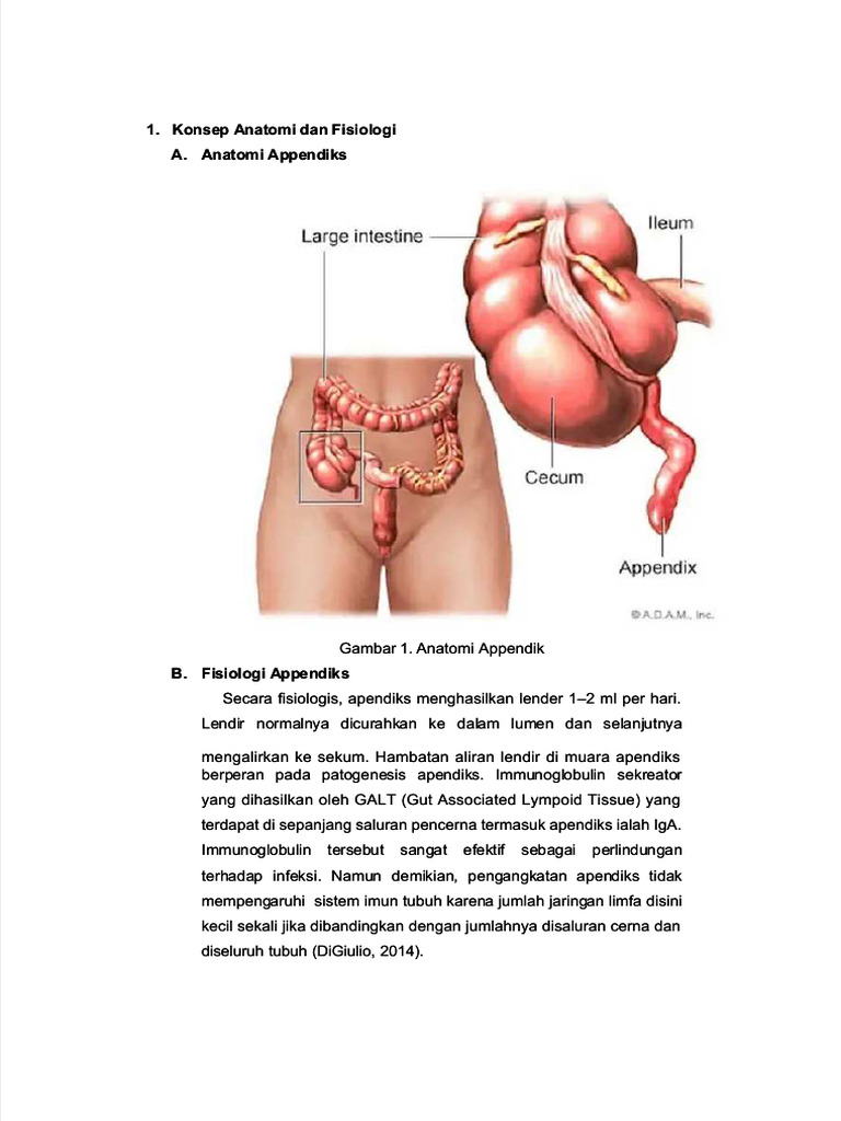 PDF LP Appendisitis - Compress | PDF