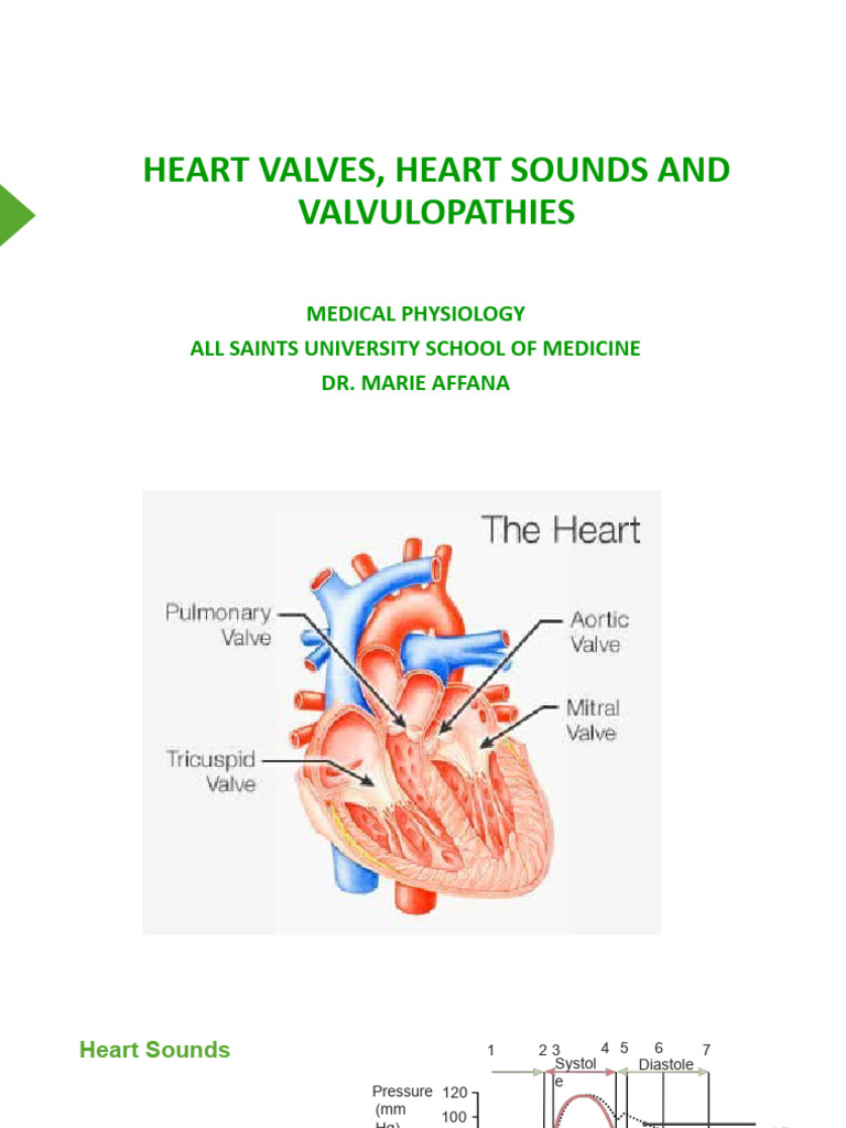 Heart Valves, Heart Sounds, Valvulopathies - Students | PDF | Heart ...
