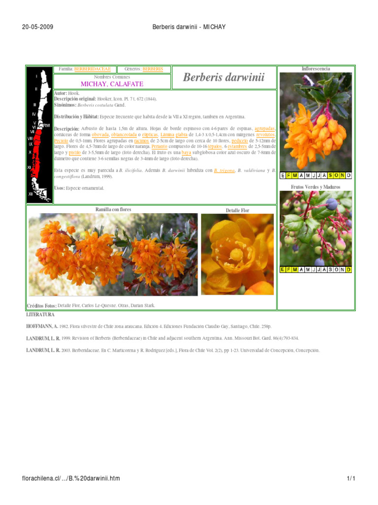 Berberis Darwinii - MICHAY Calafate | PDF | Plantas | Botánica