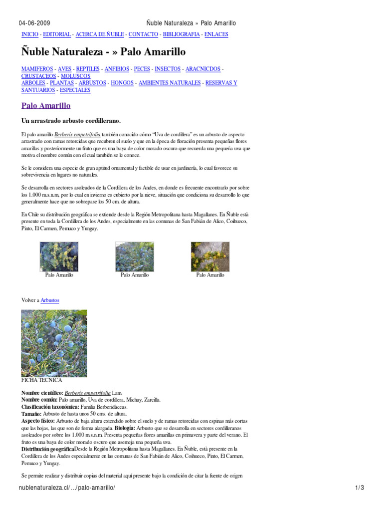 Berberis Empetrifolia Palo Amarillo | PDF | Plantas | Botánica