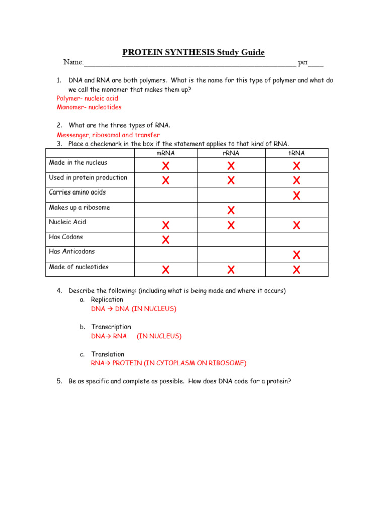 2011 PROTEIN SYNTHESIS Study Guide Key | PDF | Translation (Biology) | Rna