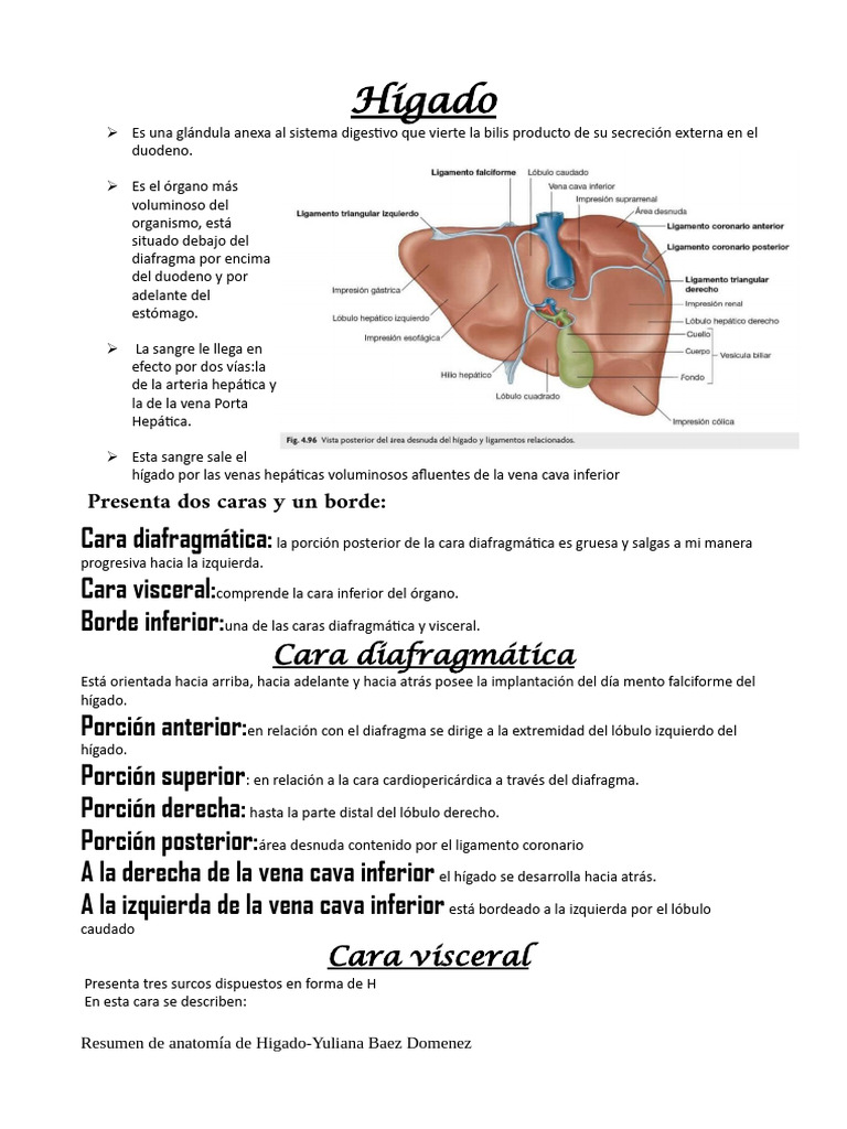 Anatomía Detallada del Hígado | PDF | Hígado | Morfología (biología)