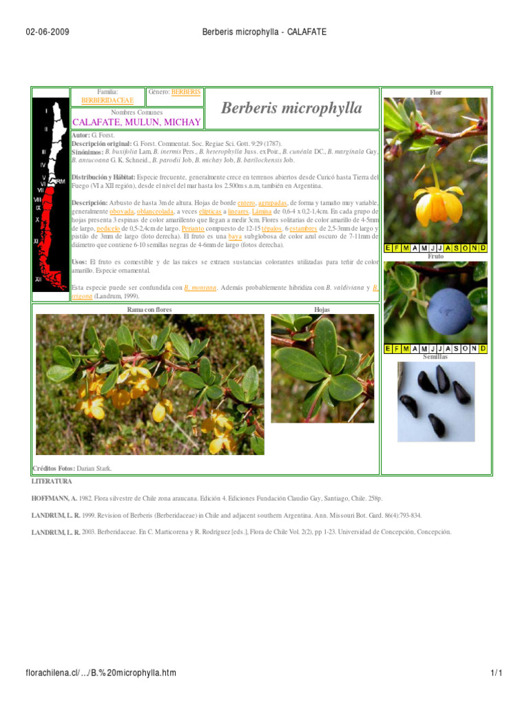 Berberis Microphylla - CALAFATE | PDF | Plantas | Botánica