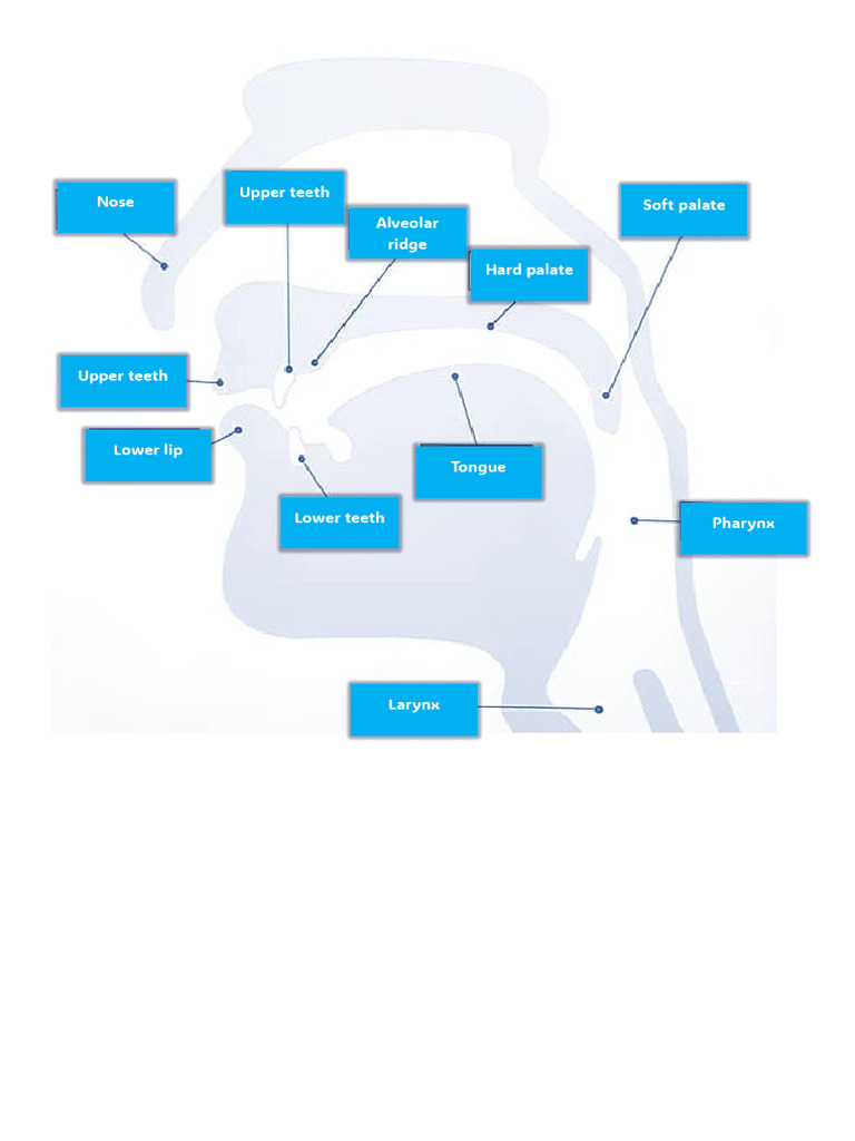 The Articulators | PDF