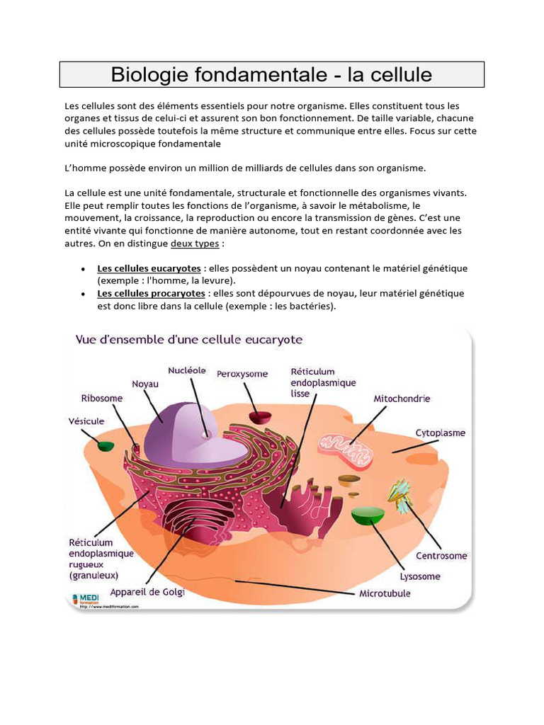 Structure et fonctions de la cellule | PDF | Membrane cellulaire ...