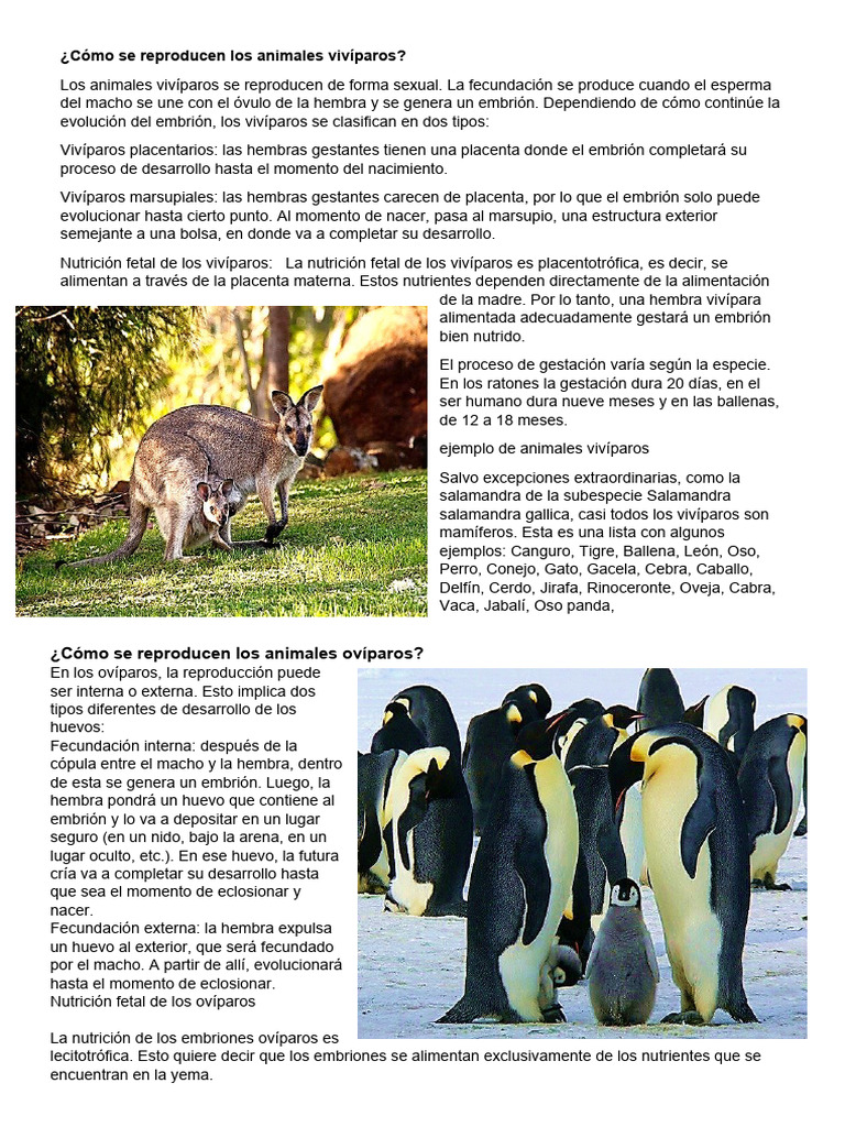 Cómo Se Reproducen Los Animales | PDF | Huevo | Reproducción