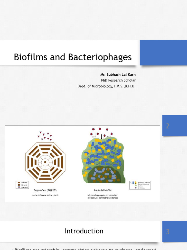 Bacteriophages and biofilm | PDF | Bacteriophage | Biofilm