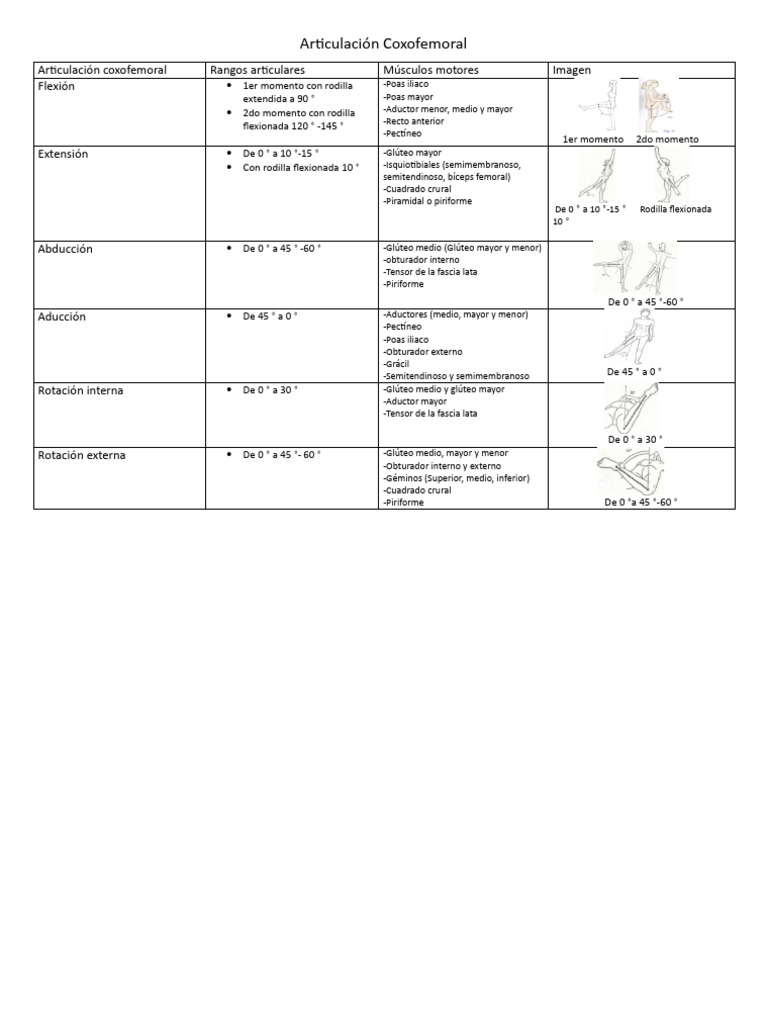Cuadro Articulación Coxofemoral | PDF | Articulaciones | Anatomía humana