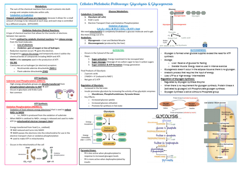 Cellular Metabolic Pathways | PDF | Glycolysis | Adenosine Triphosphate