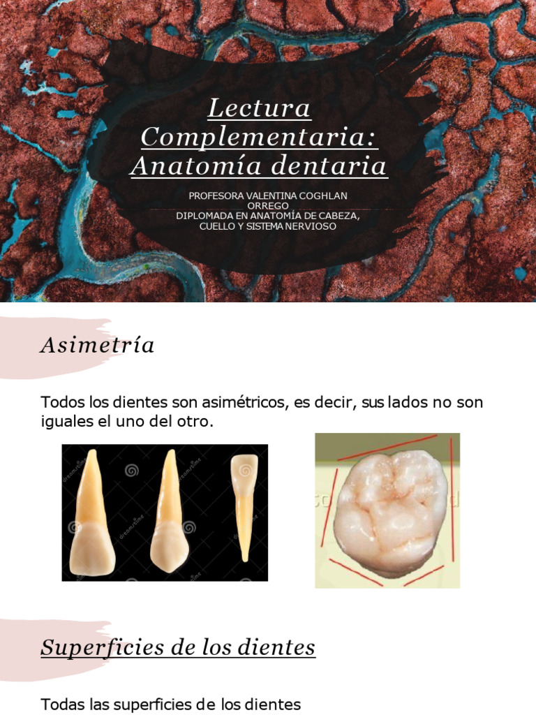 Anatomía Dental y Tubérculo de Traviani | PDF | Diente | Odontología
