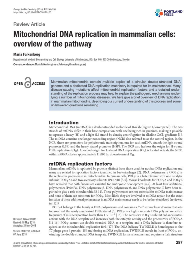 Mitochondrial DNA Replication in Mammalian Cells | PDF | Mitochondrial Dna | Dna Replication