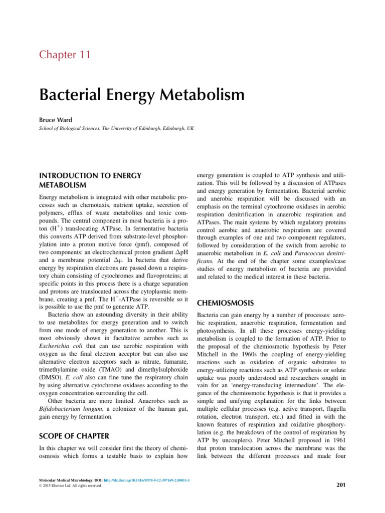 Bacterial Energy Metabolism | PDF | Cellular Respiration | Lactic Acid