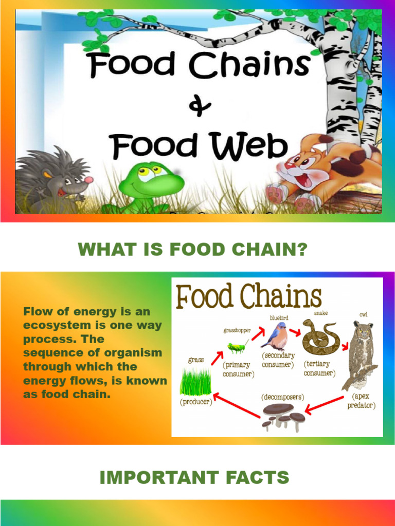Understanding Food Chains and Webs | PDF