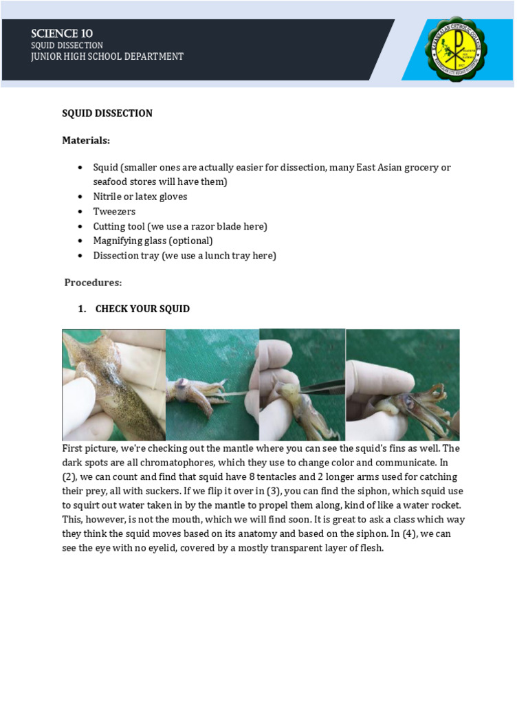 Squid Dissection | Download Free PDF | Zoology