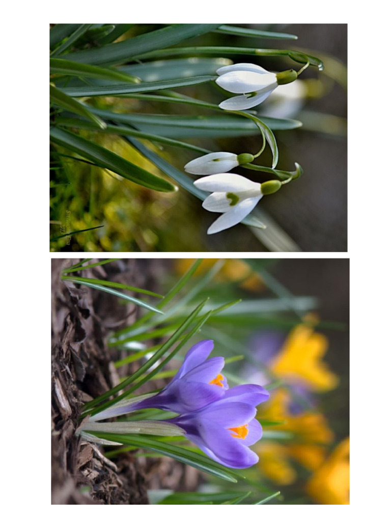 Tavasz-képek-ötletek-színezők | PDF