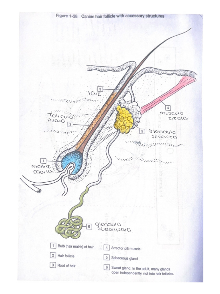 OrganosSensoriales AVB PDF | PDF