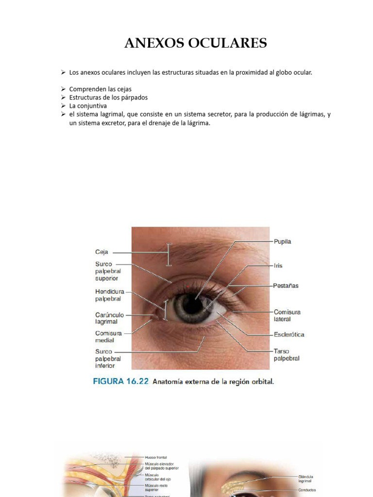 Anexos Oculares | Descargar gratis PDF | Ojo | Músculo
