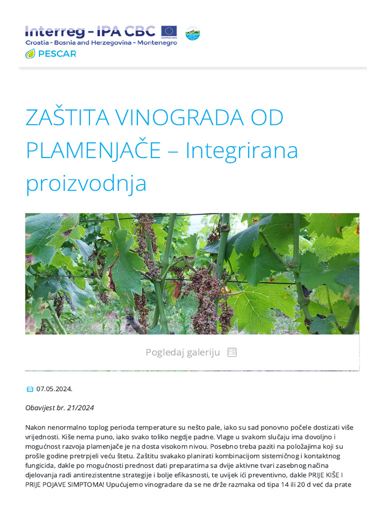 ZAŠTITA VINOGRADA OD PLAMENJAČE - Integrirana Proizvodnja | PDF