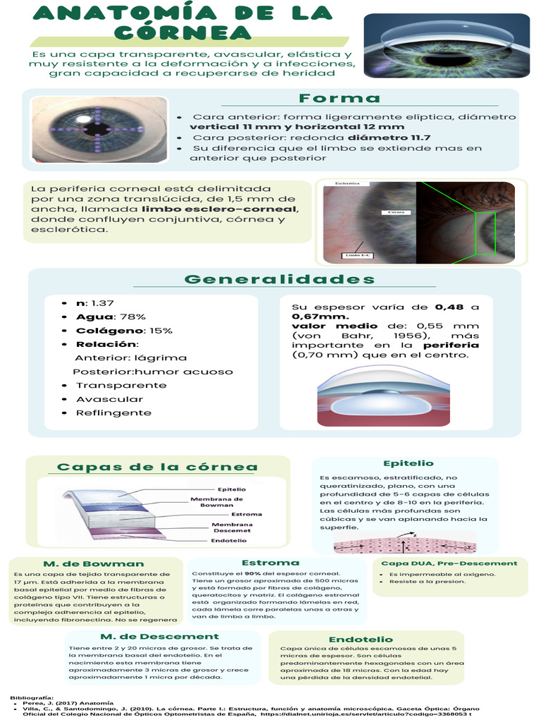 Infografía Anatomía de la Córnea. | PDF | Córnea | Epitelio