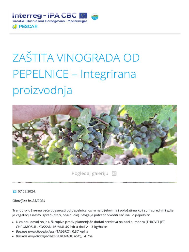 ZAŠTITA VINOGRADA OD PEPELNICE - Integrirana Proizvodnja | PDF